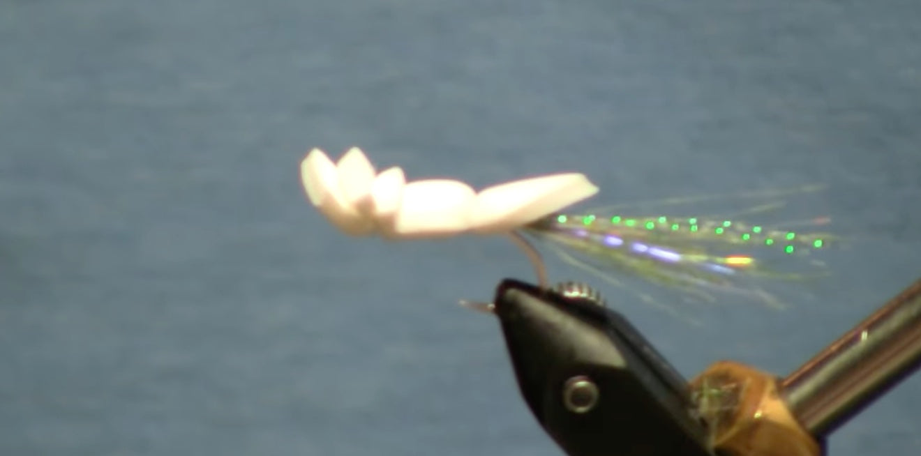 March Fly of the Month: Chum Fry Skater – The Confluence Fly Shop