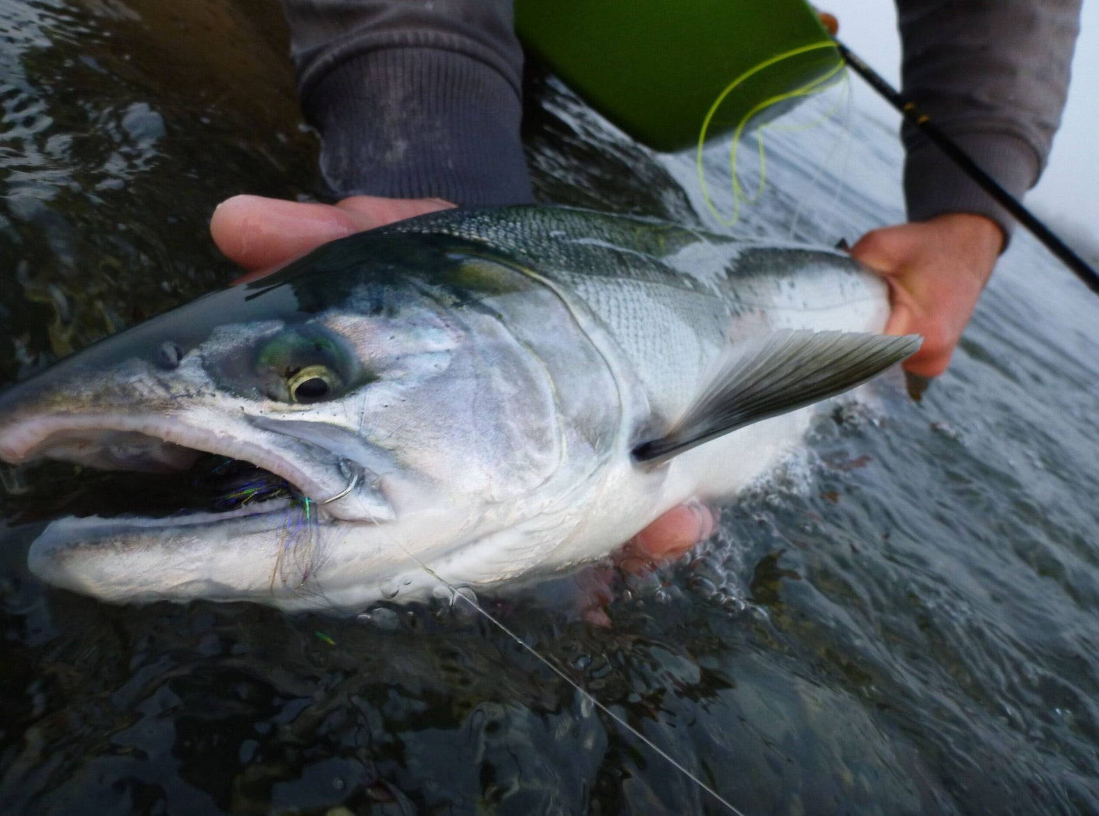 Whidbey Island Beach Coho – The Confluence Fly Shop